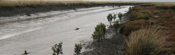 Ecosystem Challenges – Western Port Seagrass Partnership