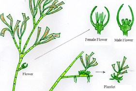 Seagrass Species – Western Port Seagrass Partnership