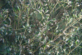 Seagrass Species – Western Port Seagrass Partnership