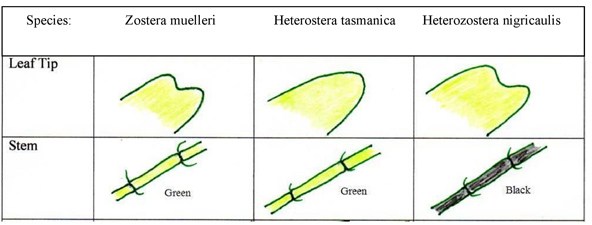 Seagrass Species – Western Port Seagrass Partnership