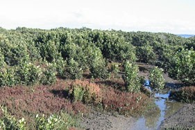 Ecosystem types – Western Port Seagrass Partnership