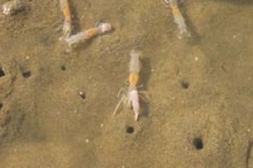 Marine and Coastal Fauna – Western Port Seagrass Partnership