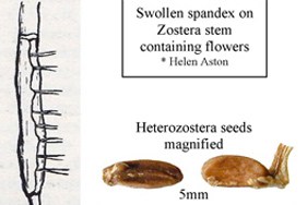 Zostera Pollination Zostera (Zosterella) Noltei Beds In Littoral Muddy