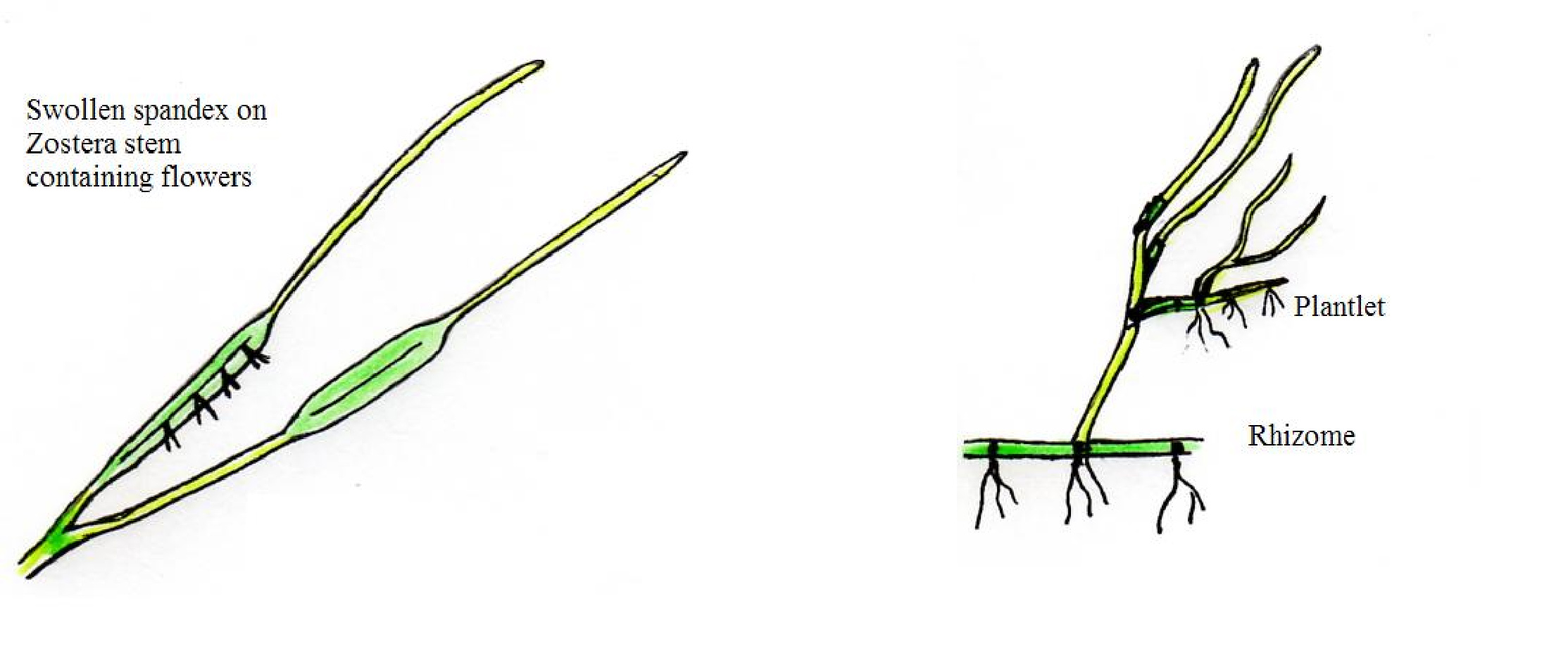 Seagrass Species – Western Port Seagrass Partnership